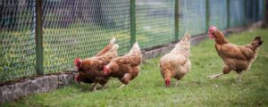 ROTATIONAL GRAZING FOR CHICKENS - Chicken Method