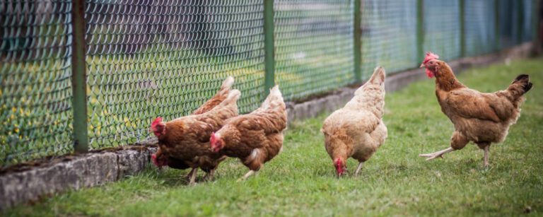 ROTATIONAL GRAZING FOR CHICKENS - Chicken Method