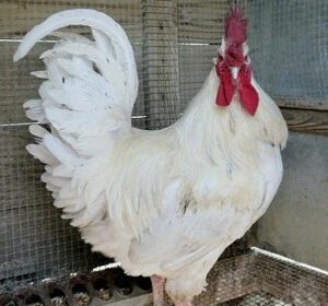 WHITE EGG-LAYING CHICKEN BREEDS - Chicken Method