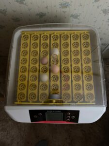 Egg Incubation Problems and Solutions - Chicken Method