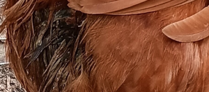 Understanding Causes And Symptoms Of Vent Gleet In Chickens - Chicken ...